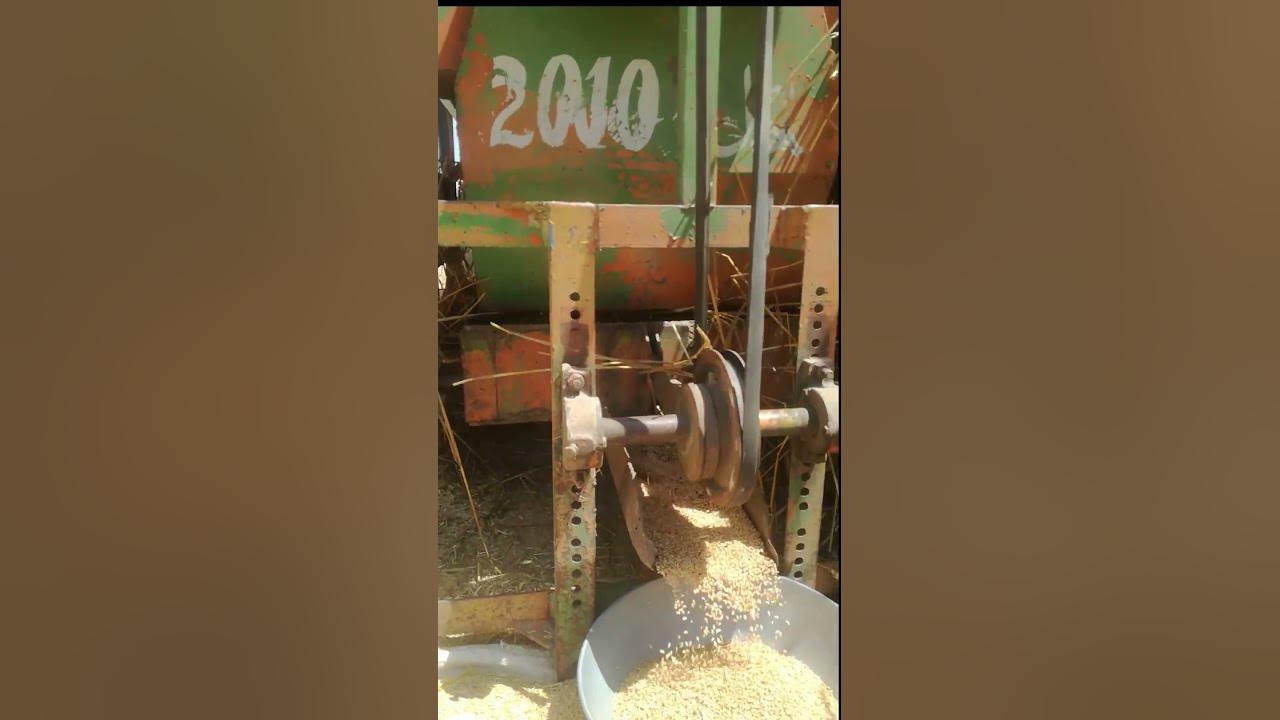 Separation of wheat grain and chaff by thresher - YouTube
