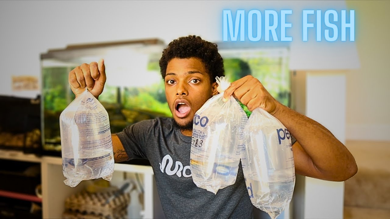 I Bought MORE FISH for my 55 Gallon Aquarium - YouTube
