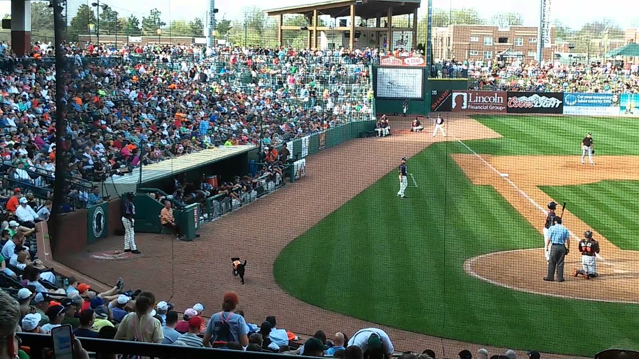 Dog bat boy - YouTube