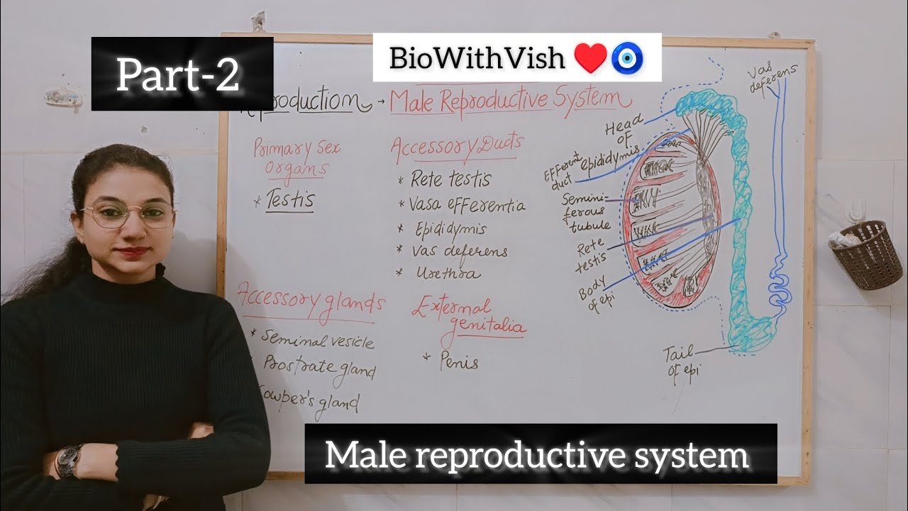 Part2 Male reproductive system #biowithvish #reproduction #12th #10th # ...