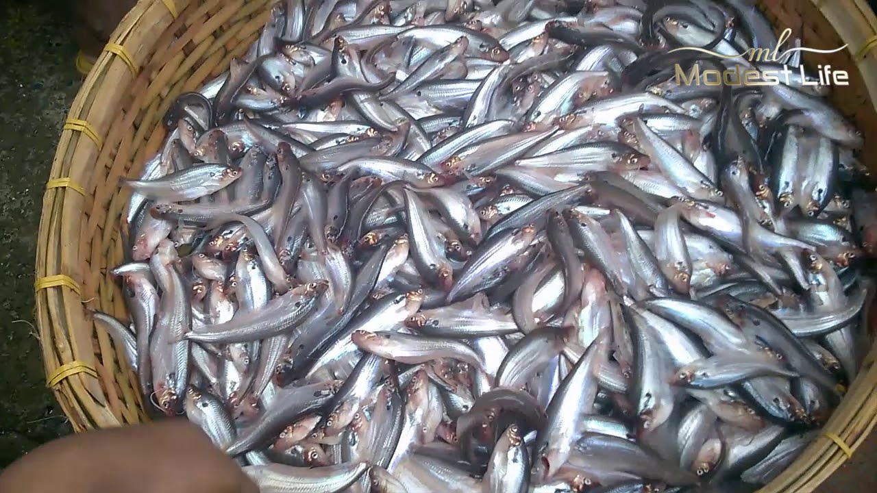 Wonderful fishing view of fish market/fish catching videos/Fishing ...