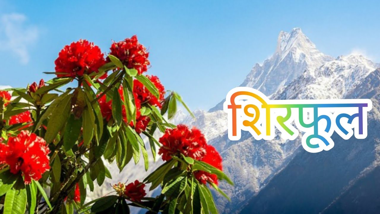 Sirful | sagar Hamal || rojan pariyar || performance in voice of nepal ...