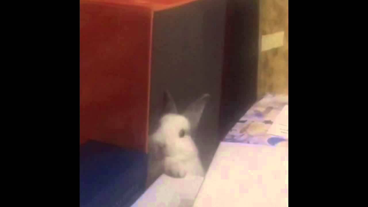 Jumping rabbit! Super rabbit acrobat !!! Bunny reckless , super rabbit ...