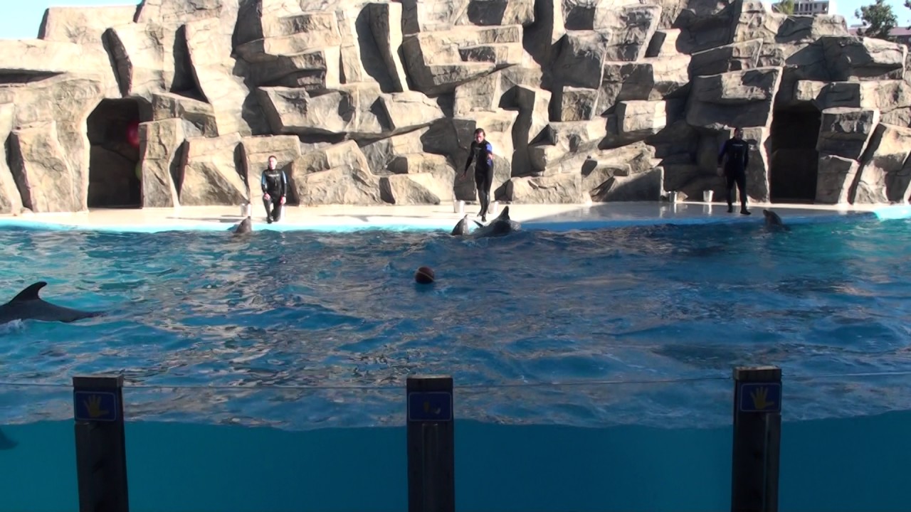 DELFINARIUM BATUMI 4 - YouTube