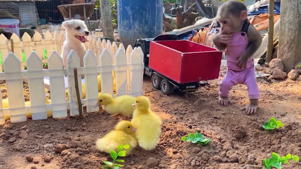 Bo Bo monkey with puppies grazing ducks#animals #monkey - YouTube