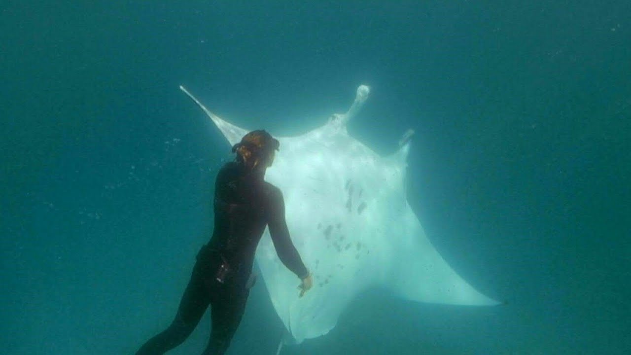 Off the hook: Manta ray asks divers for helping hand | AFP - YouTube