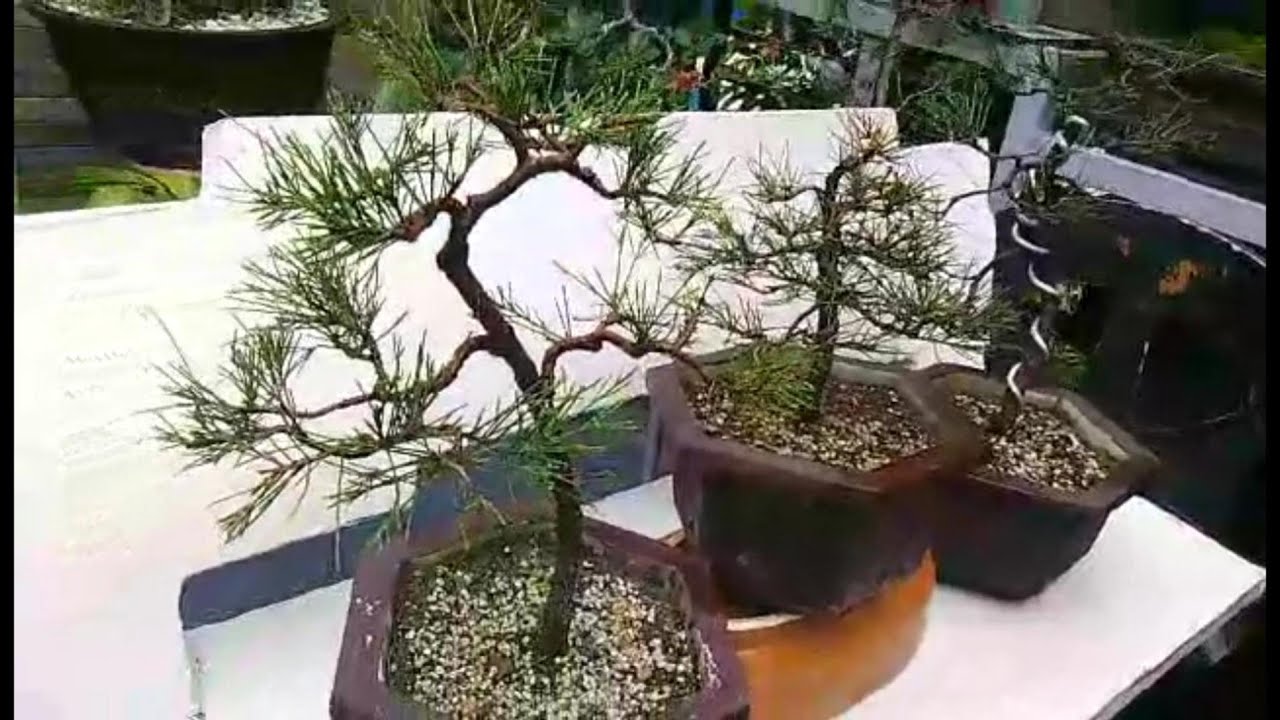 3 Agoho Bonsai Tree #wbcagoho - YouTube