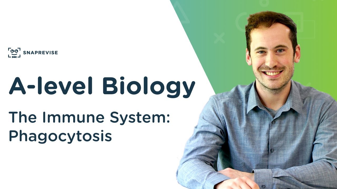 The Immune System: Phagocytosis | A-level Biology | OCR, AQA, Edexcel ...