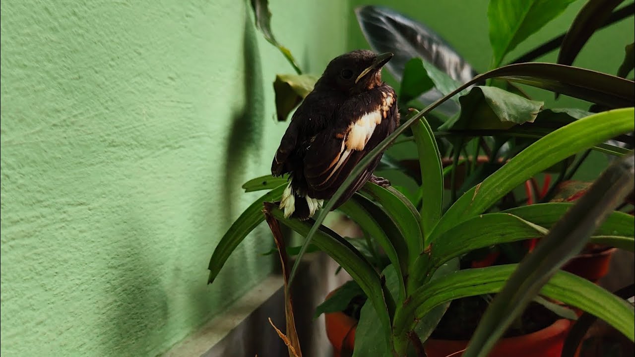 Another day with Hedwig 🐦‍⬛ | Doyel Pakhi | Oriental Magpie Robin ...