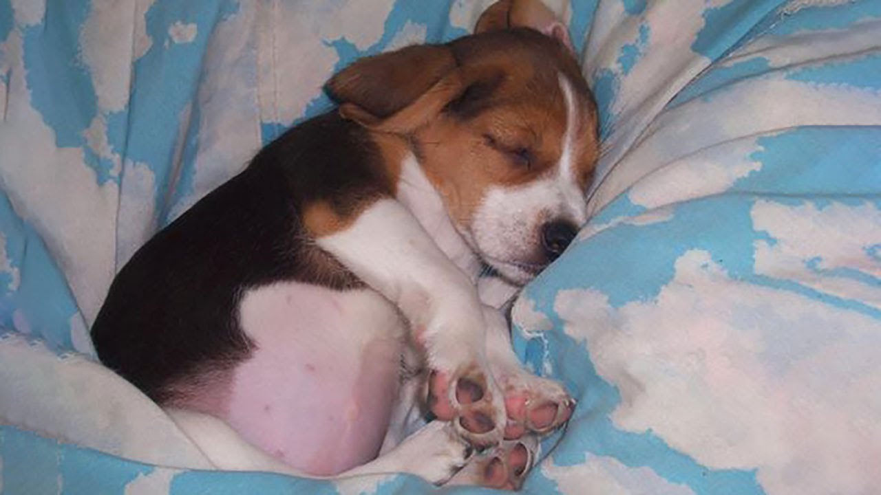 AWW CUTE BABY ANIMALS - Funny and cute moments of animal loving family ...