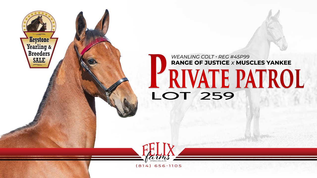 Range Of Justice colt - Keystone Yearling & Breeders Sale Lot 259 - YouTube