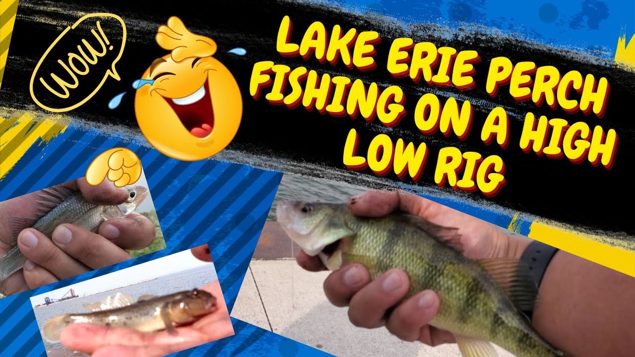 Catching Big Perch at Lake Erie on a High Low Drop Shot Rig - YouTube