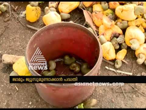 cashew development corporation to make juice and jam from Cashew