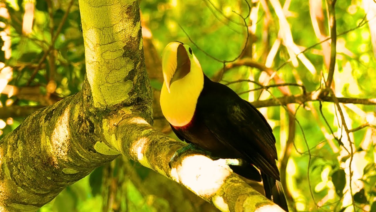 Exotic Toucan in Tropical Forest - Birds singing in the rainforest for ...