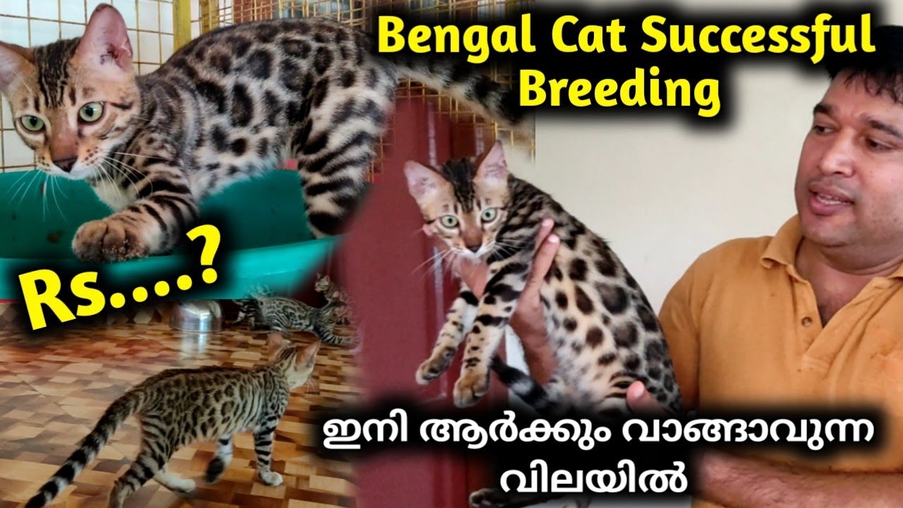 🐱Bengal Cat വിലക്കുറവിൽ 🤩 സാധാരണകാർക്ക് വാങ്ങാൻ പറ്റിയ രീതിയിൽ 😍 - YouTube