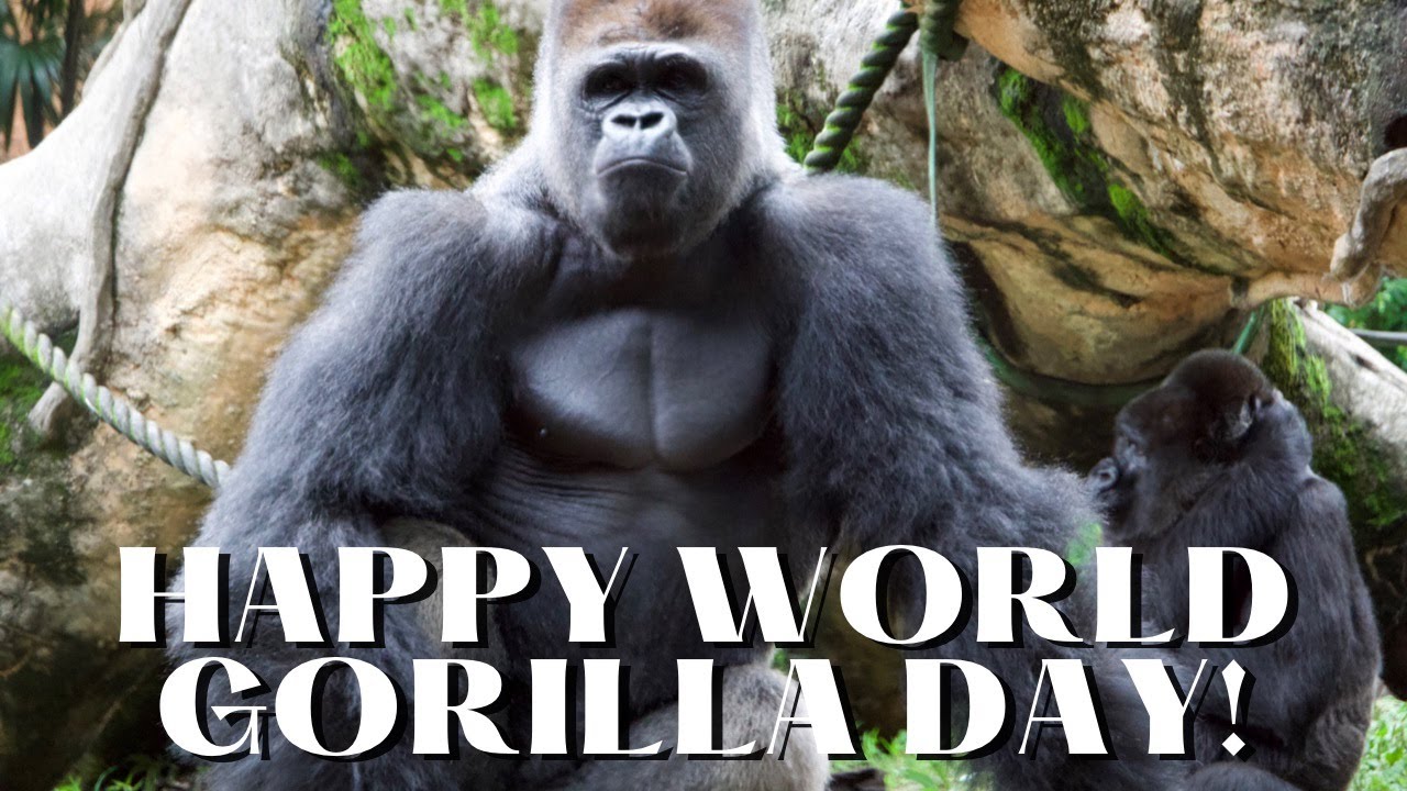 🦍WORLD GORILLA DAY: Introduction to Gorillas in Kanto region, Japan ...