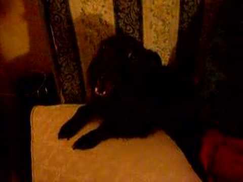 FIONA CANTA 2