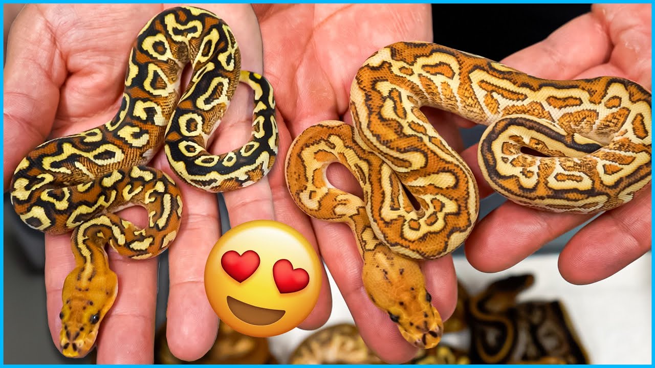 Prettiest Snakes We Have Hatched! Stranger Cypress Combos - YouTube