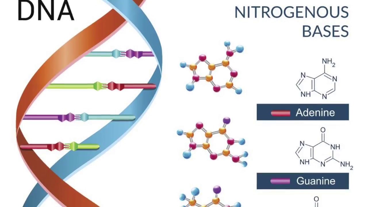 DNA Analysis YouTube dna-analysis-youtube