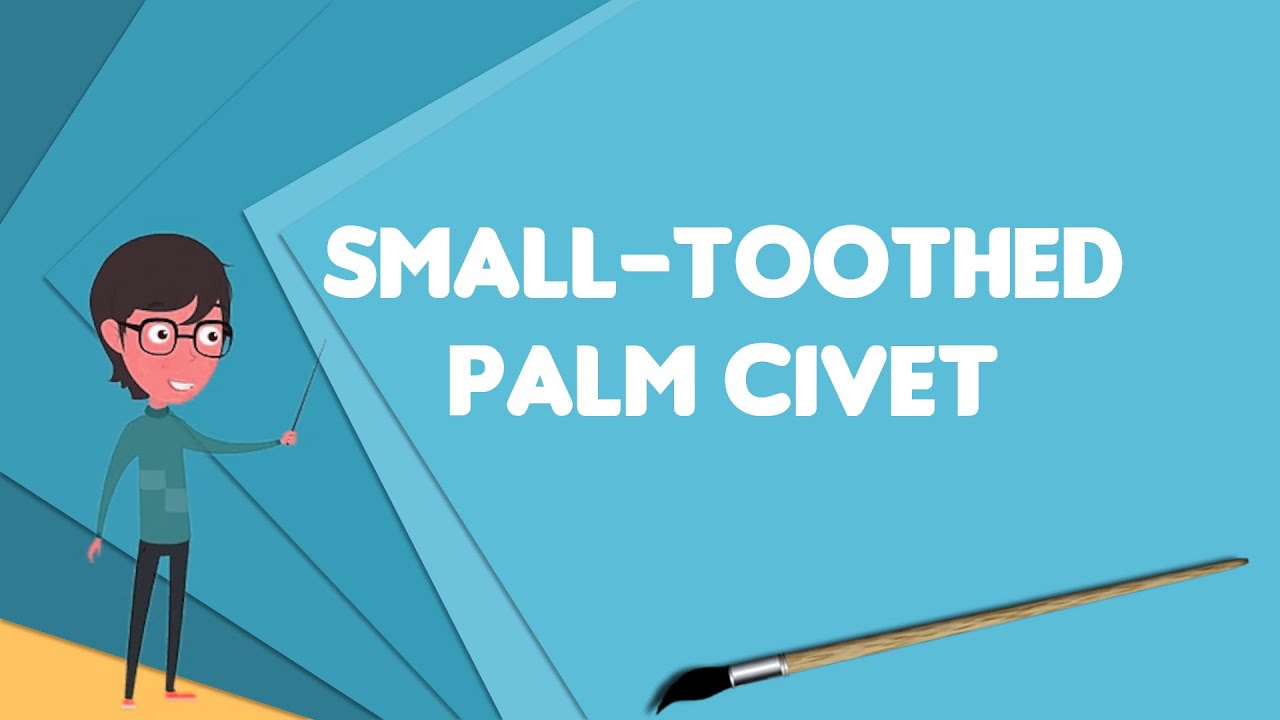 What is Small-toothed palm civet?, Explain Small-toothed palm civet ...