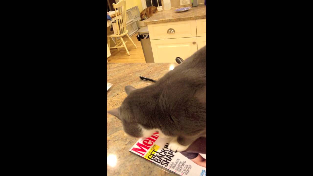 Catt Damon - Cat loves Matt Damon - YouTube