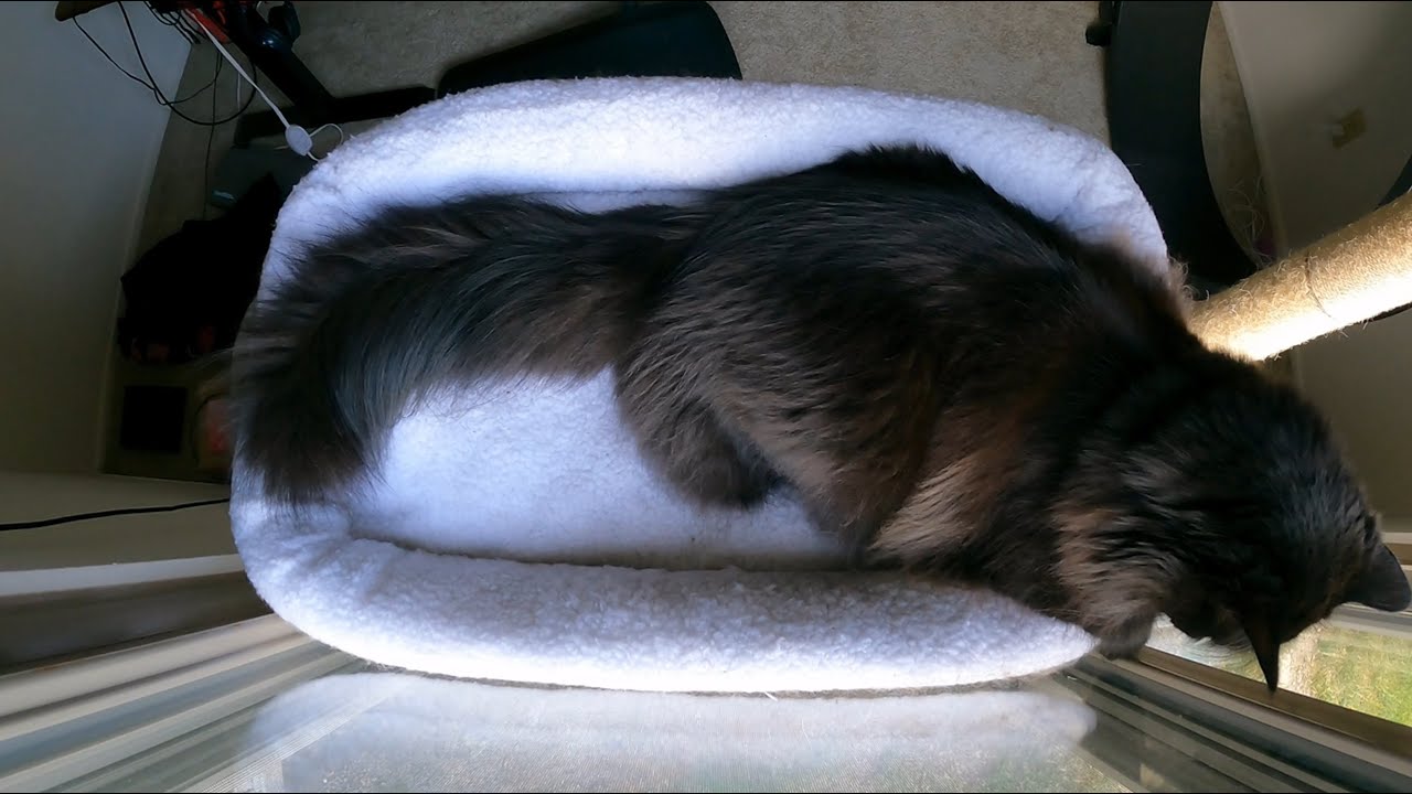 5 hour study with Clover the cat | study with me - YouTube