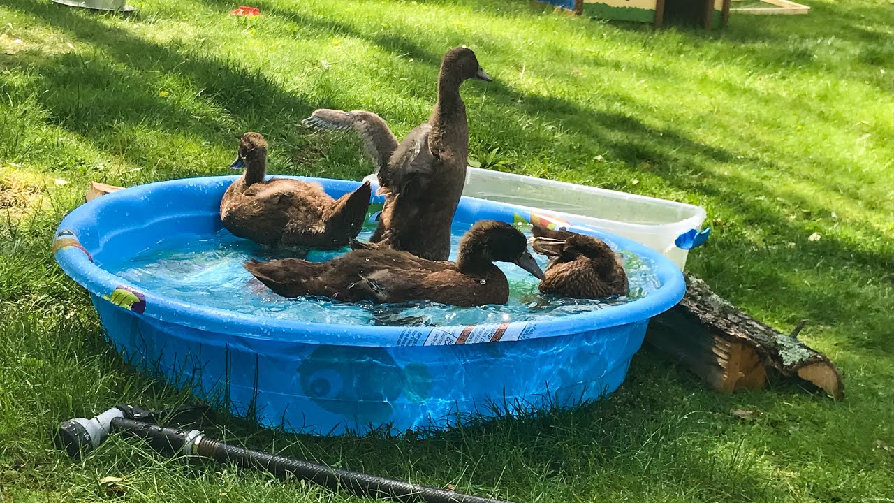 My 4 ducks take a bath and it’s cute - YouTube