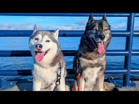 Changing our Dog Walking Routine for the Day!