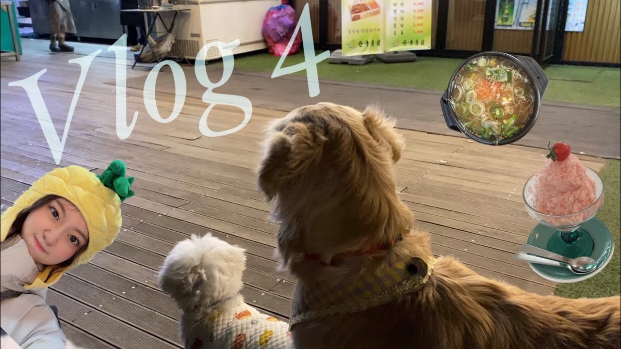 Vlog 일상 브이로그 강아지 브이로그인가 싶을 정도로 멍멍이 천국 영상 카페알바 브이로그 파퓰러커피 친자매