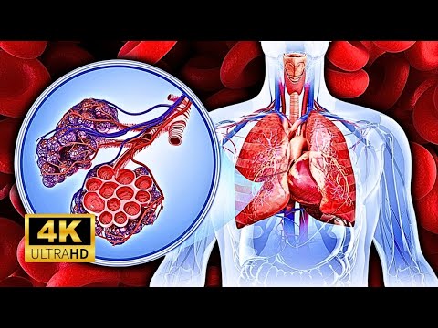 Respiratory System 3D Animation 4K - YouTube