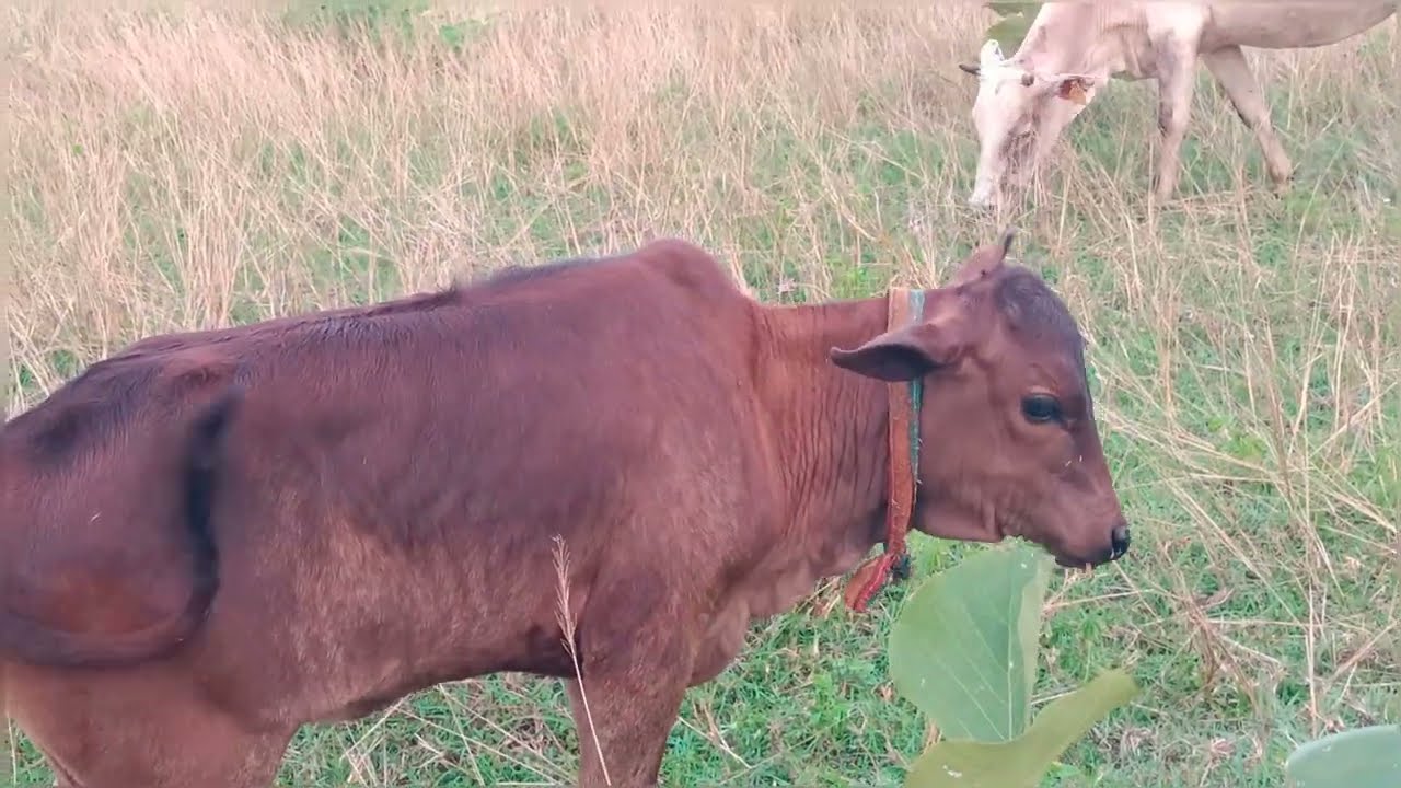 Baby Cow Ghass Khate Hue | Bullock Lovers |134| - YouTube