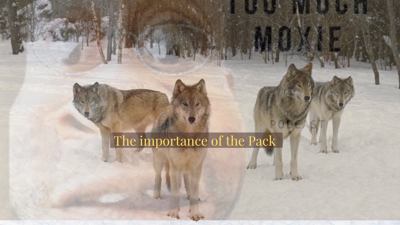 Can you Run with the Pack: Why Men need a Wolf Pack - YouTube