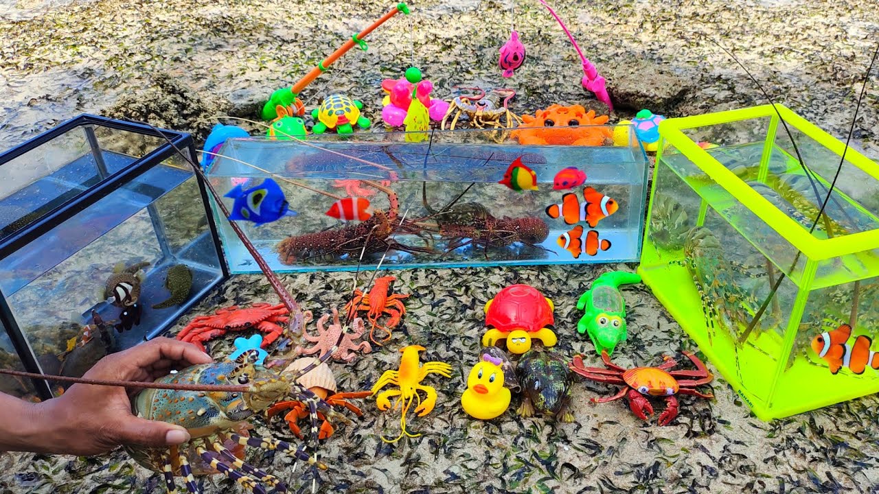 Find big lobsters in the sea, ornamental fish, nemo fish, sharks, crabs ...