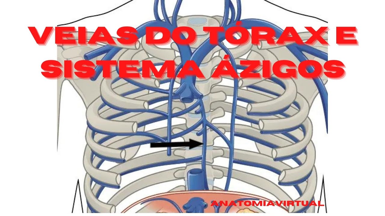 veias do torax e sistema azigos - YouTube
