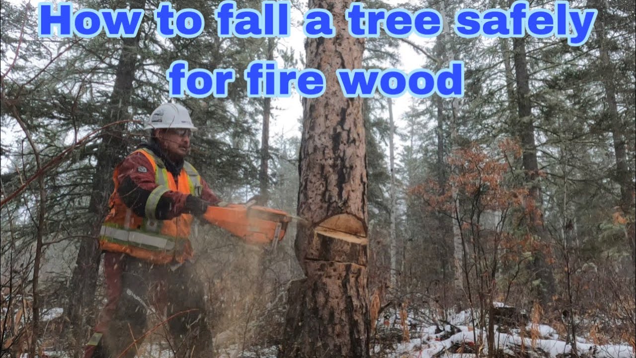 How to fall a tree safely for fire wood - YouTube