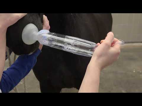 Inhaler bij het paard - YouTube