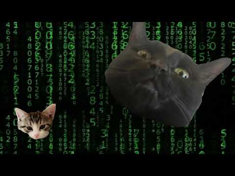 Matrix Cat - YouTube