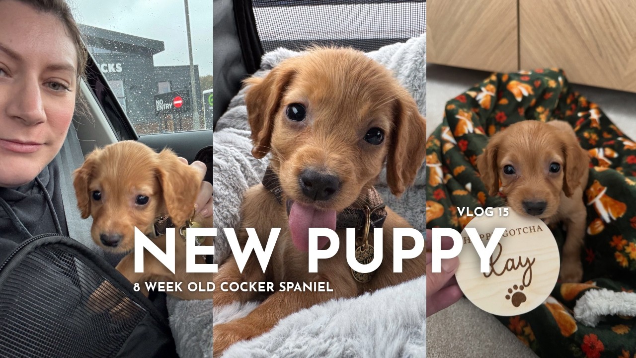 WE GOT A PUPPY! Bringing home our 8 week old working cocker spaniel and ...