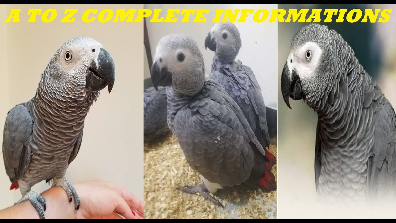 FIRST TIME ,A to Z ALL INFORMATION ABOUT GREY PARROT IN ONLY SINGLE ...