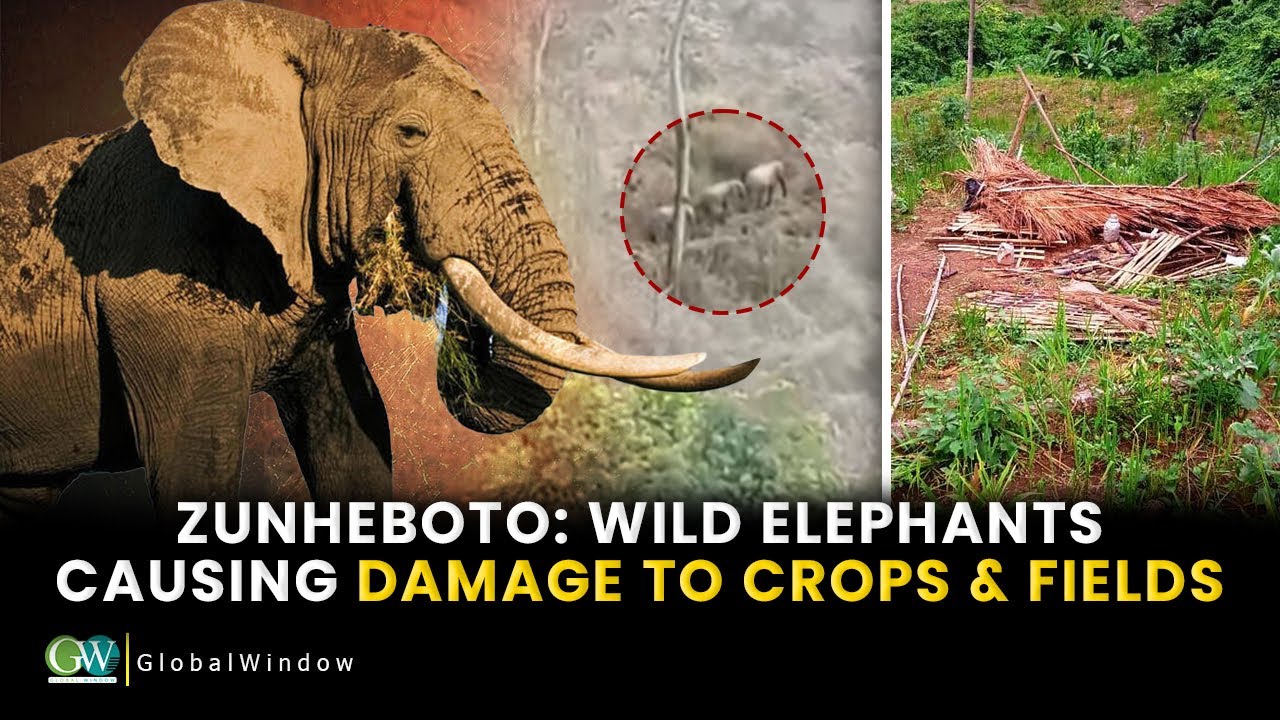 ZUNHEBOTO: WILD ELEPHANTS CAUSING DAMAGE TO CROPS & FIELDS - YouTube