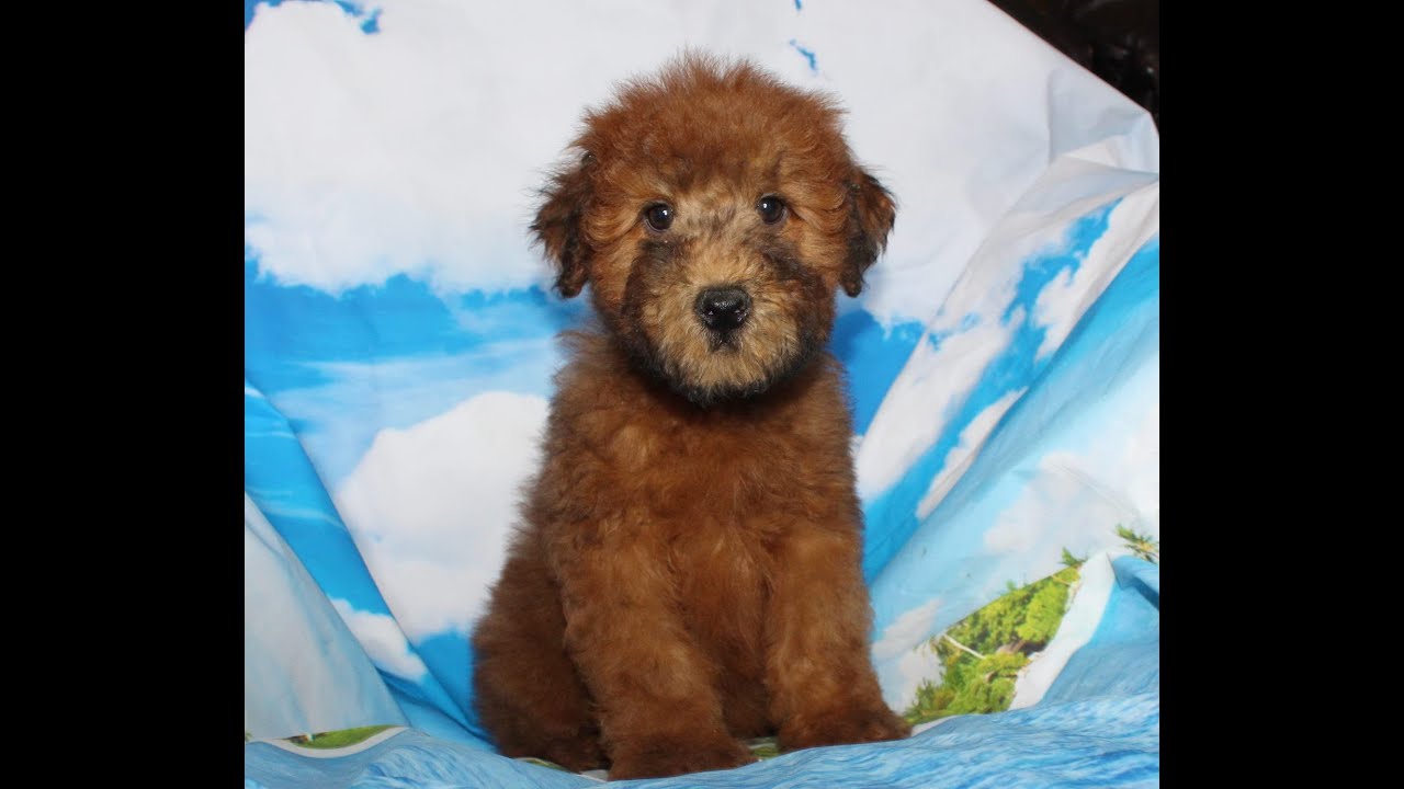 Mini Whoodle Puppy Red from CelebrityPups.com - YouTube