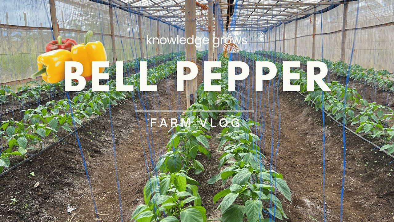 Bell Pepper | Farm Planning | Knowledge Grows Together - YouTube
