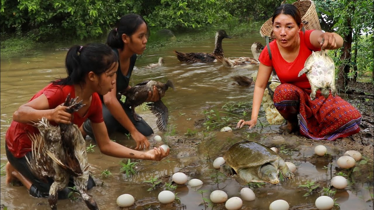 Survival catch & cook turtle for food- Cooking egg spicy with mushroom ...