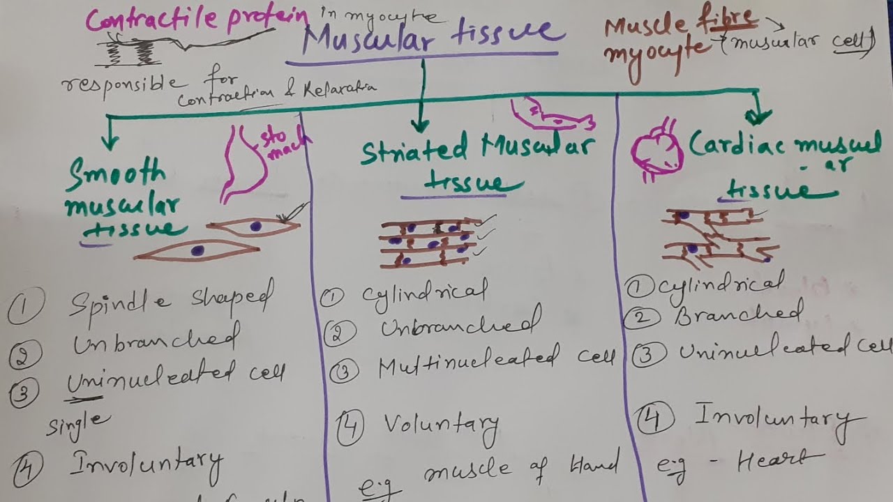 Animal tissue ( Muscular tissue ) For class 9th part 2 - YouTube