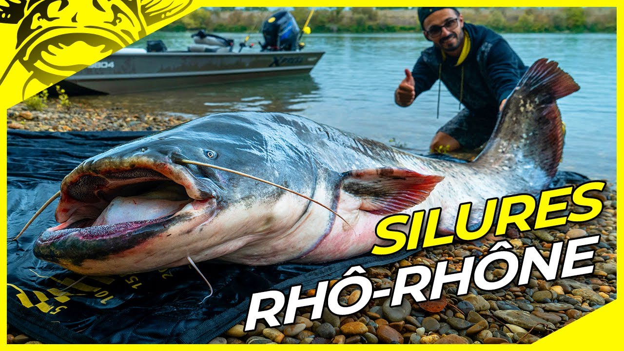 Des SILURES de Plus de 2 Mètres !? Pêche au Silure sur le Rhô-Rhône ...