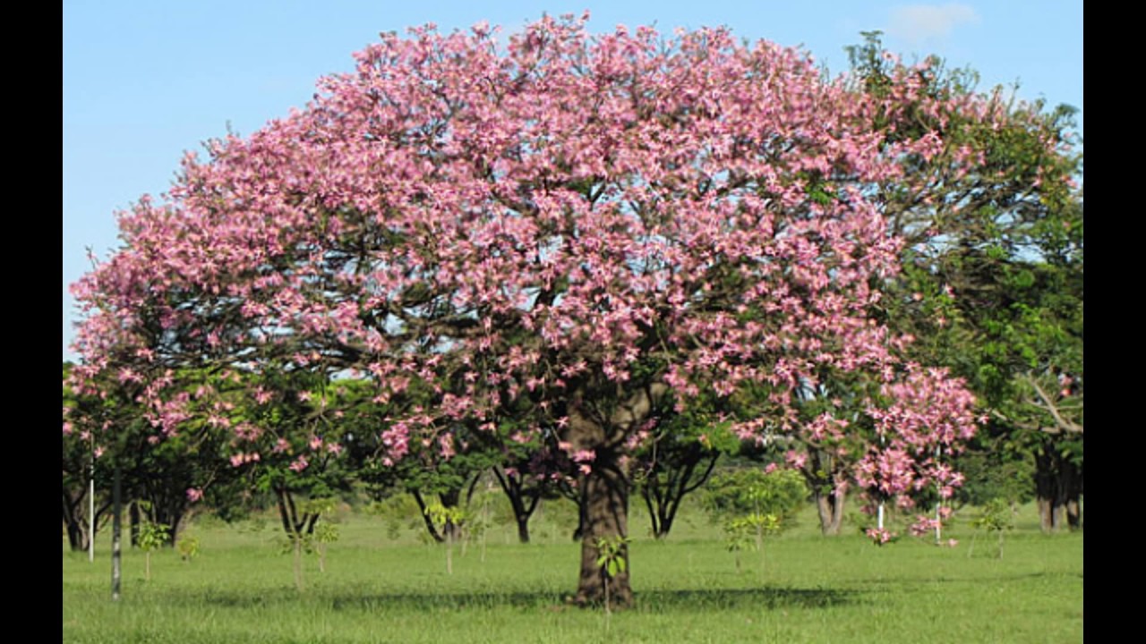 Flor Acácia -Você conhece? - YouTube