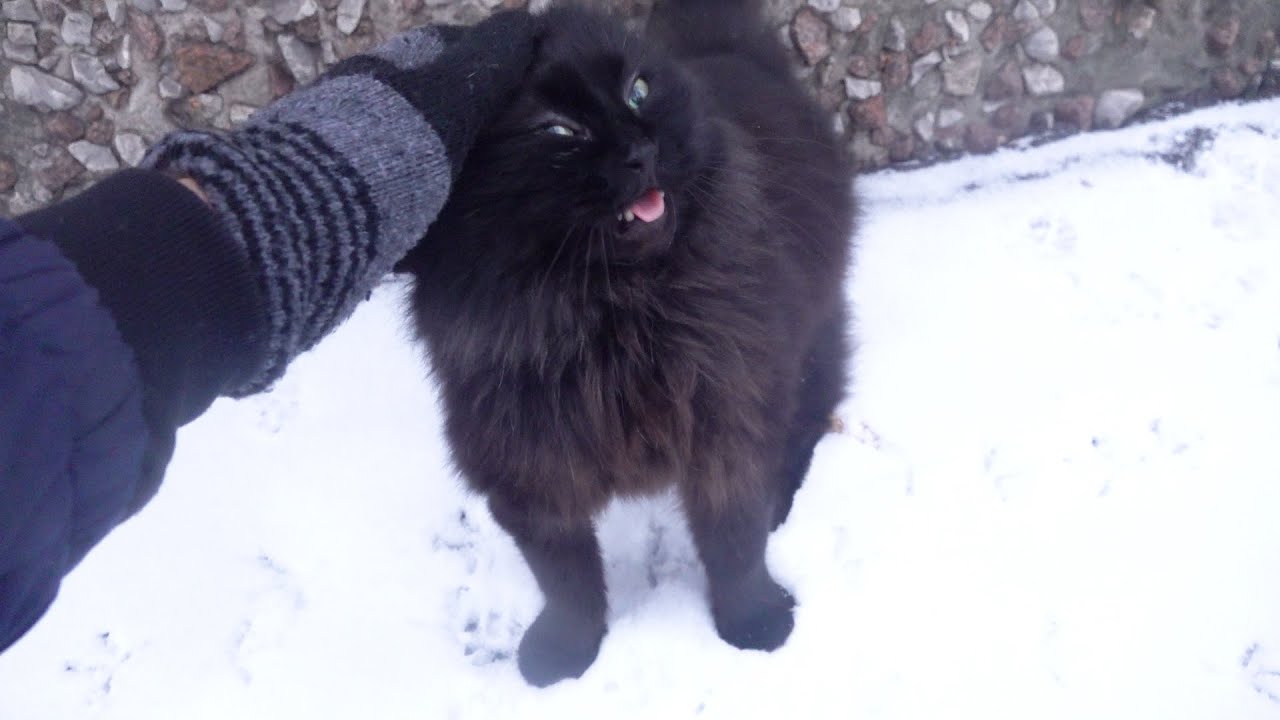 Fluffy Black Cat meowing or crying? - YouTube