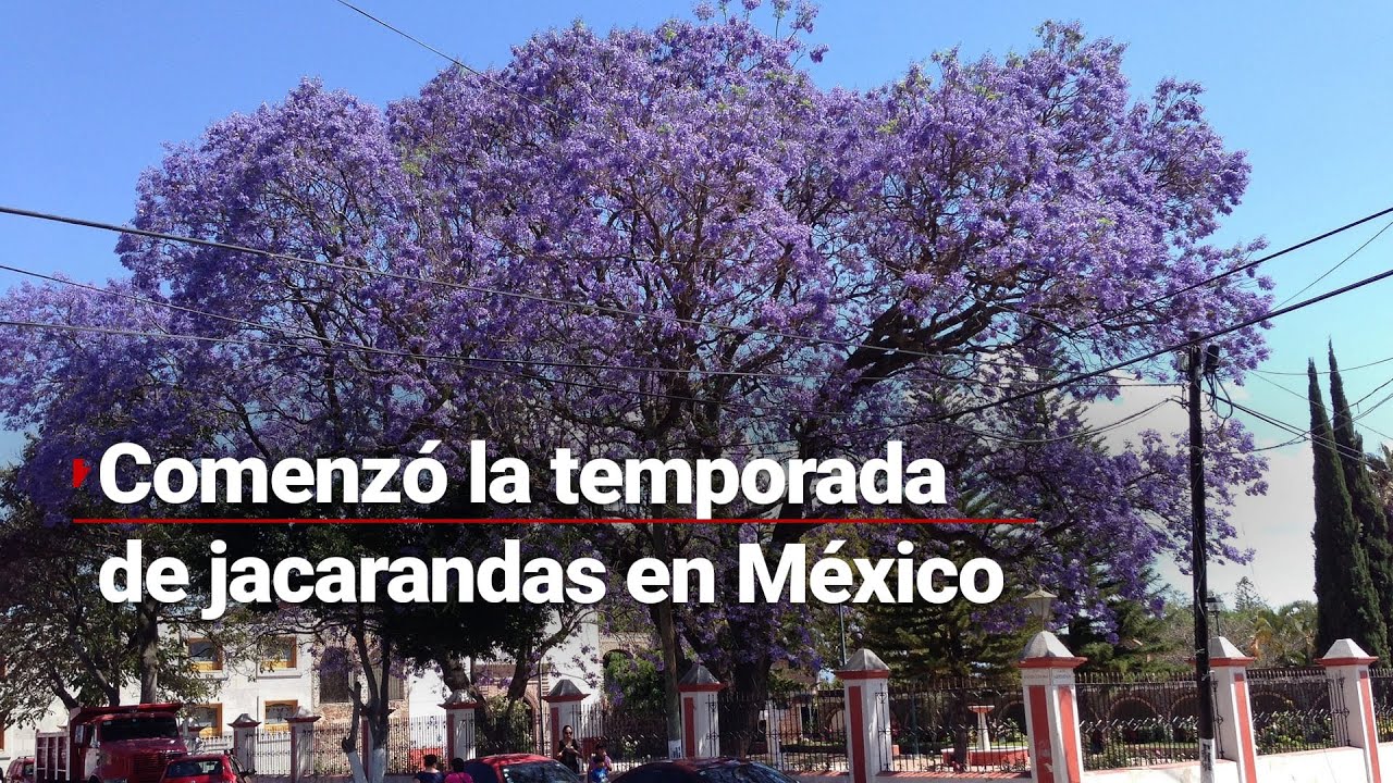 Jacarandas, el árbol que pinta de violeta, los caminos de México, déjate envolver por su encanto ...