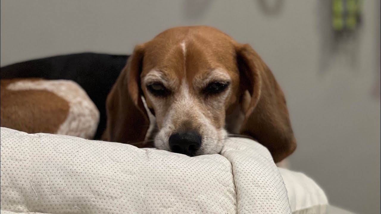 The cry of the Beagle 🐶 - YouTube