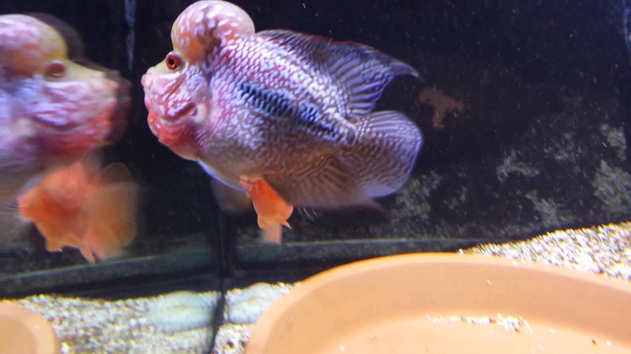 Male Red Magma Flowerhorn 3.5" and Female KKP bonding to breed - YouTube